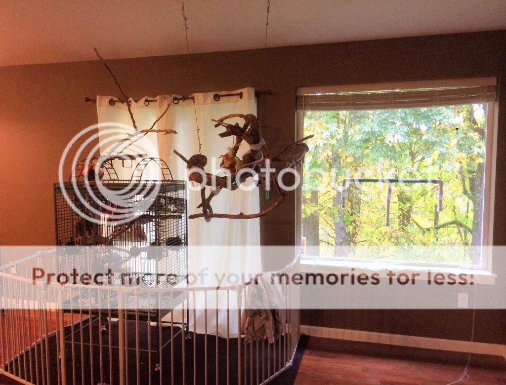 Show Me your Galah's Cage! | Parrot Forum 🦜 Parrot Owners Community