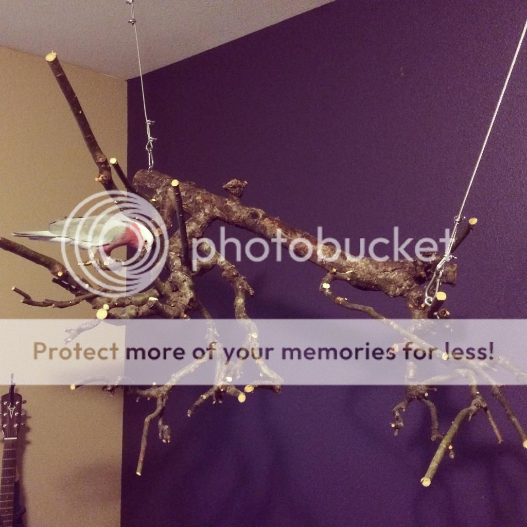 Show Me your Galah's Cage! | Parrot Forum 🦜 Parrot Owners Community